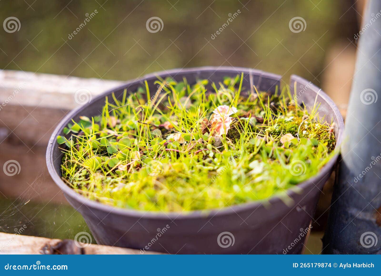 Bucket with Grass, Outdoors at Farm with Blurry Background Stock Photo ...