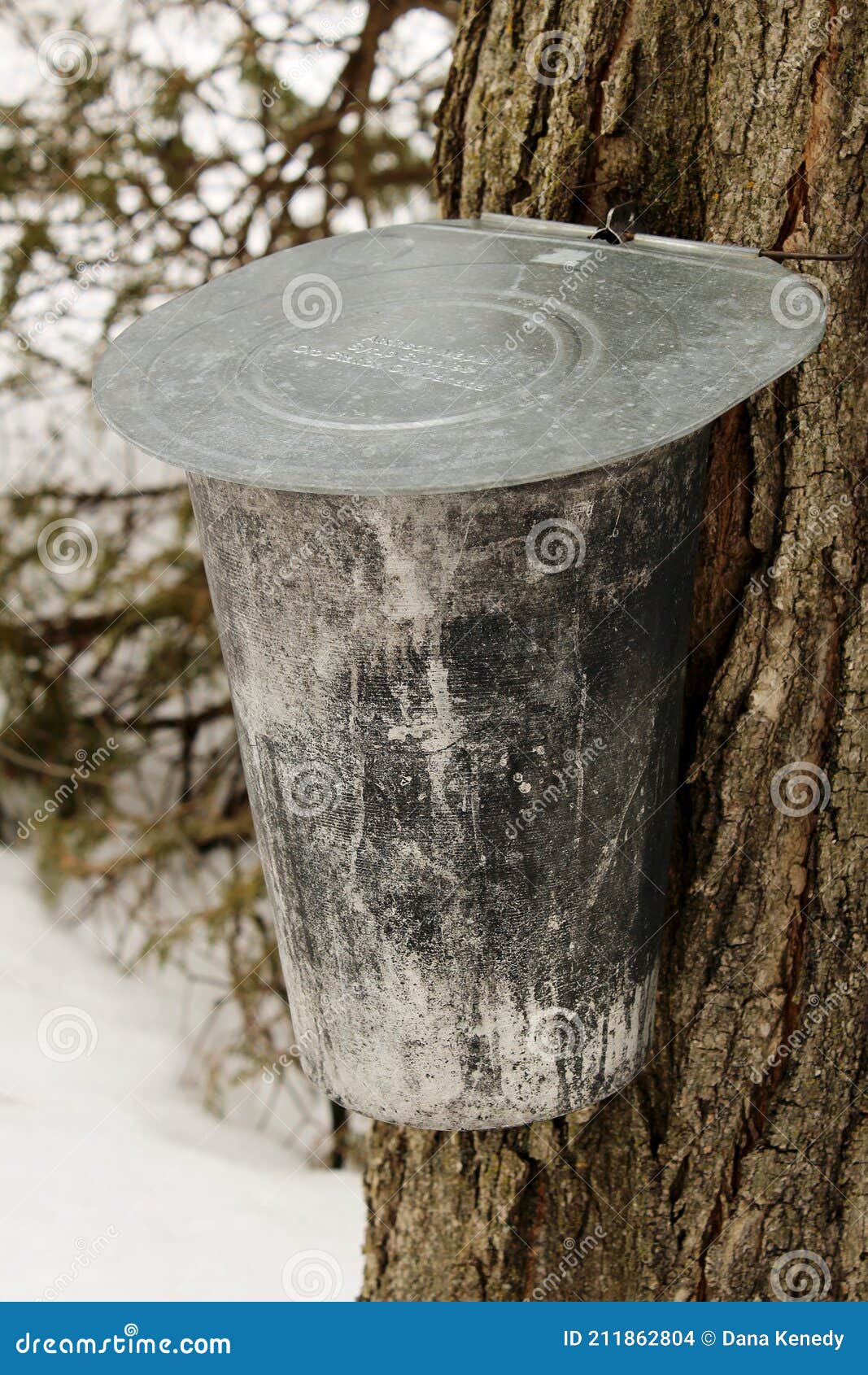 Bucket Hooked Up To Maple Tree To Collect Sap for Maple Syrup Stock ...