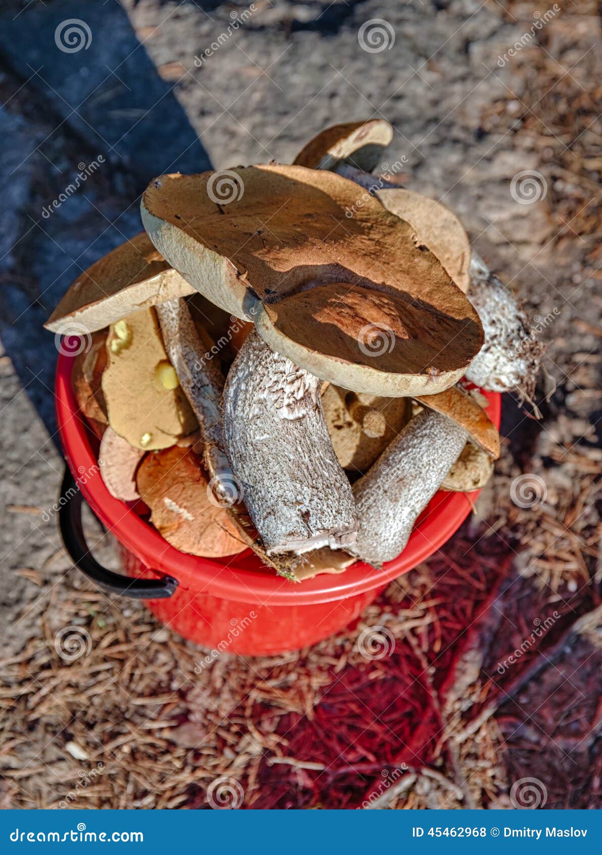 Bucket of mushroom picker stock photo. Image of macro - 45462968