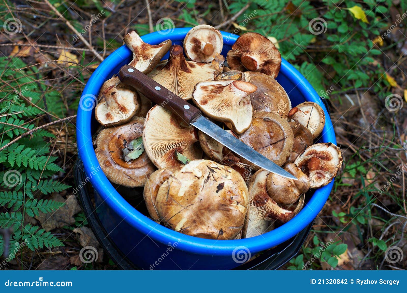 Bucket of Mushrooms and Mushroom Picker Knife Stock Photo - Image of ...