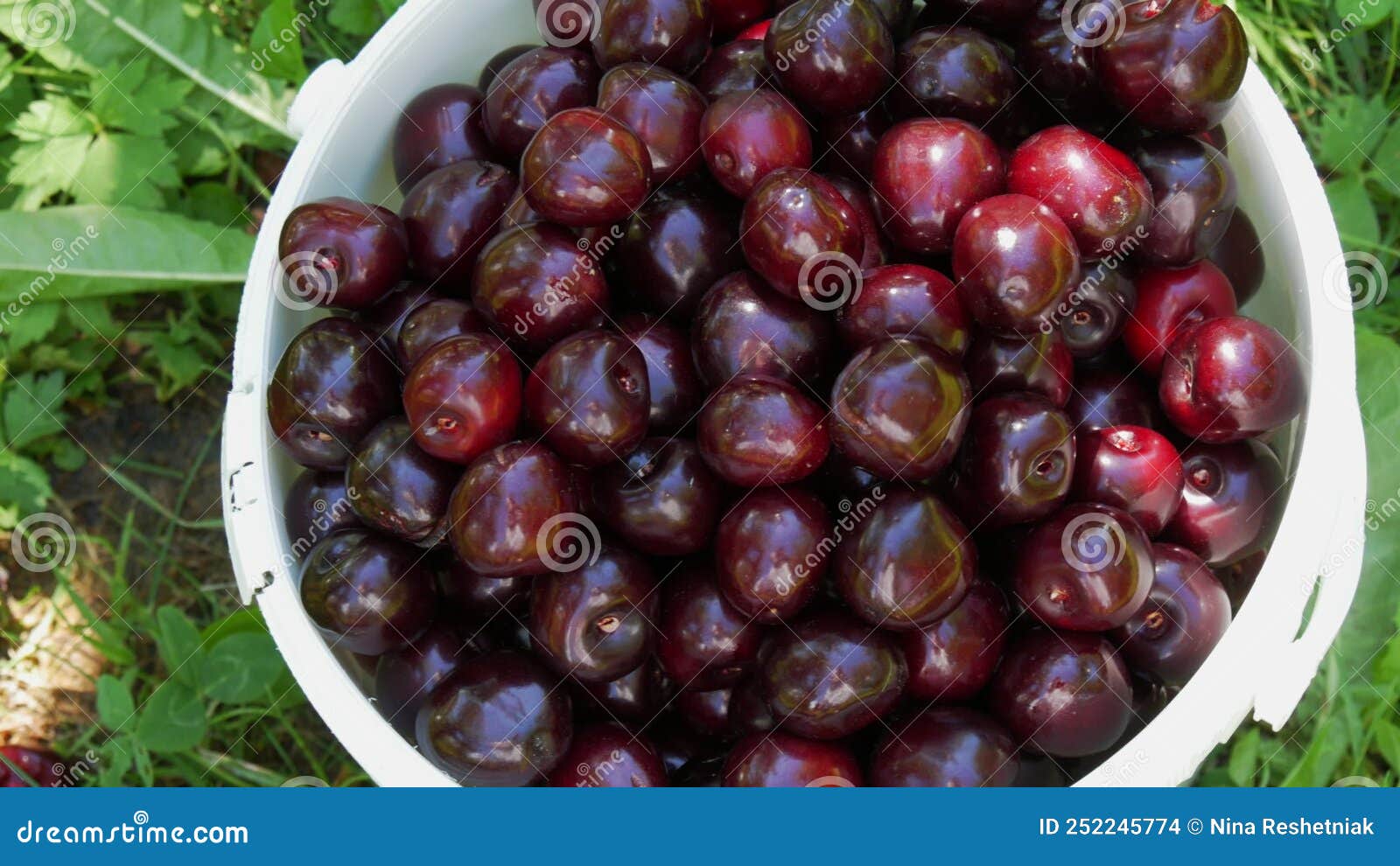 A Bucket of Overripe Large Cherries in the Garden Stock Footage - Video ...