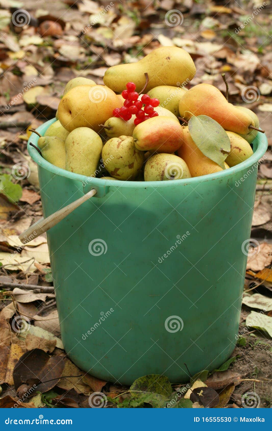 Bucket of pears stock photo. Image of pear, garden, ripe - 16555530