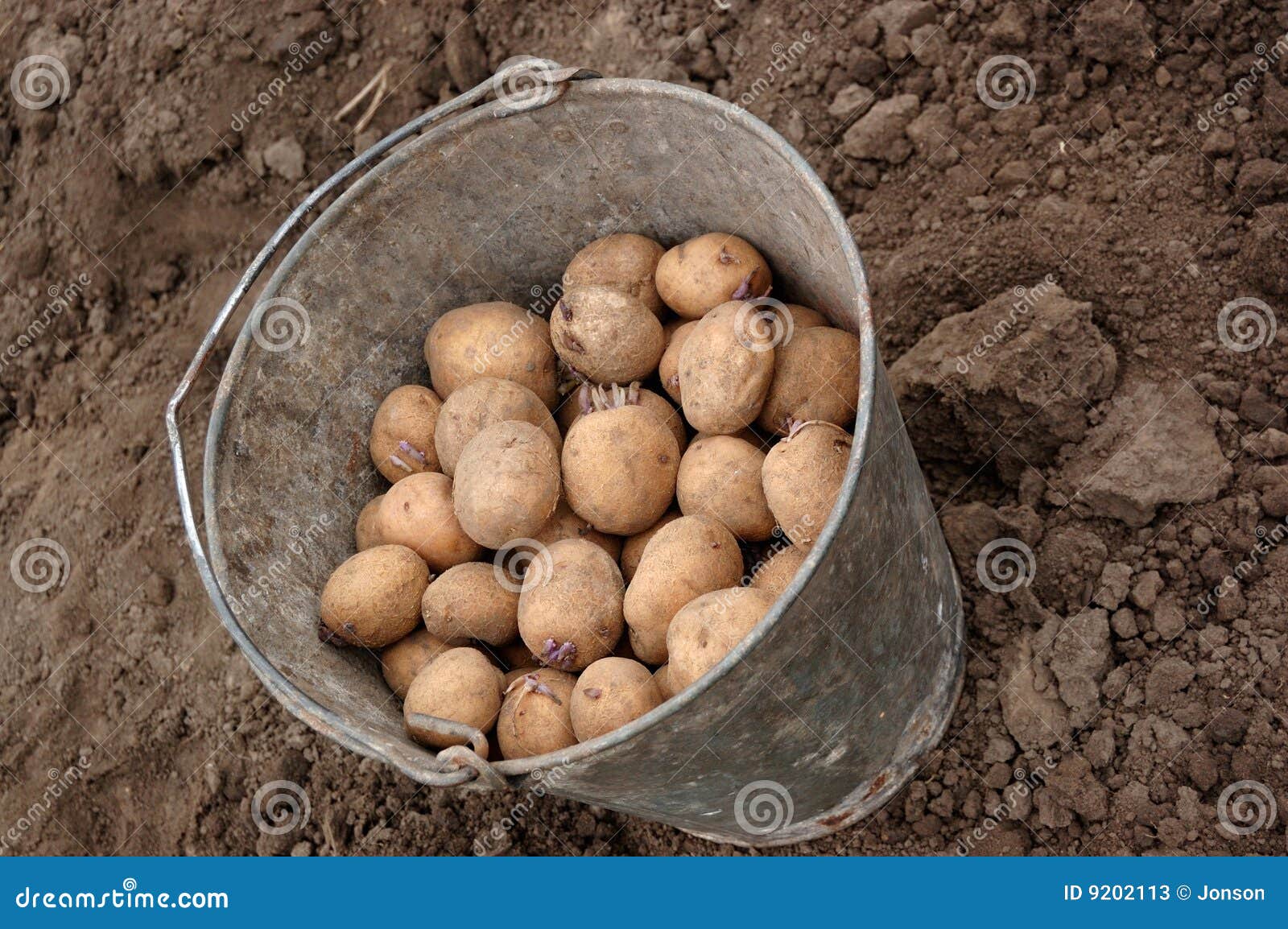 Bucket of potato stock image. Image of commercial, growth - 9202113