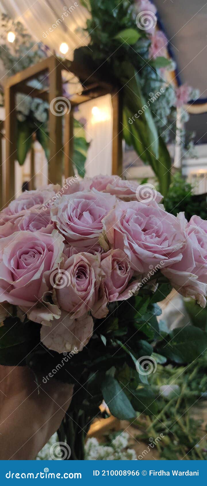 A bucket of purple roses stock photo. Image of purple - 210008966