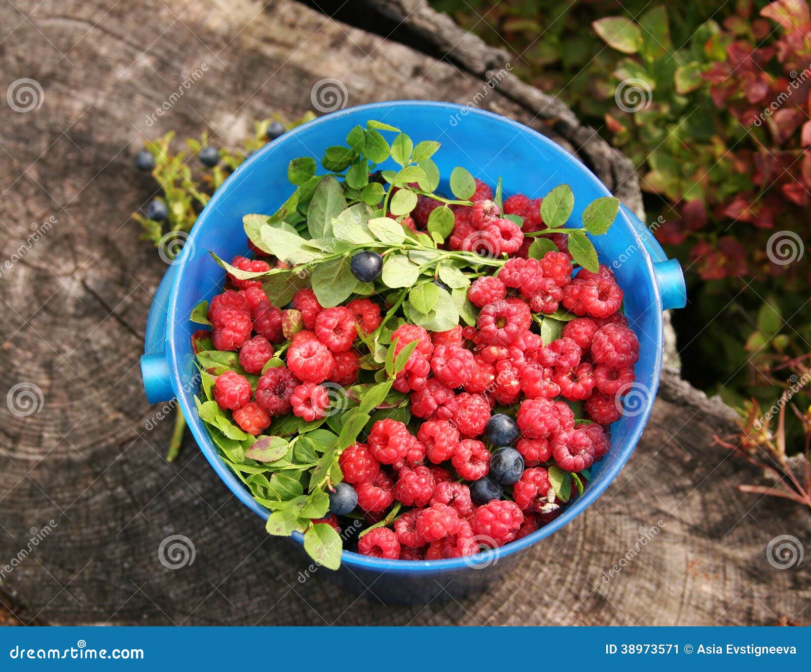 Bucket with raspberries stock image. Image of tasty, blackberries ...