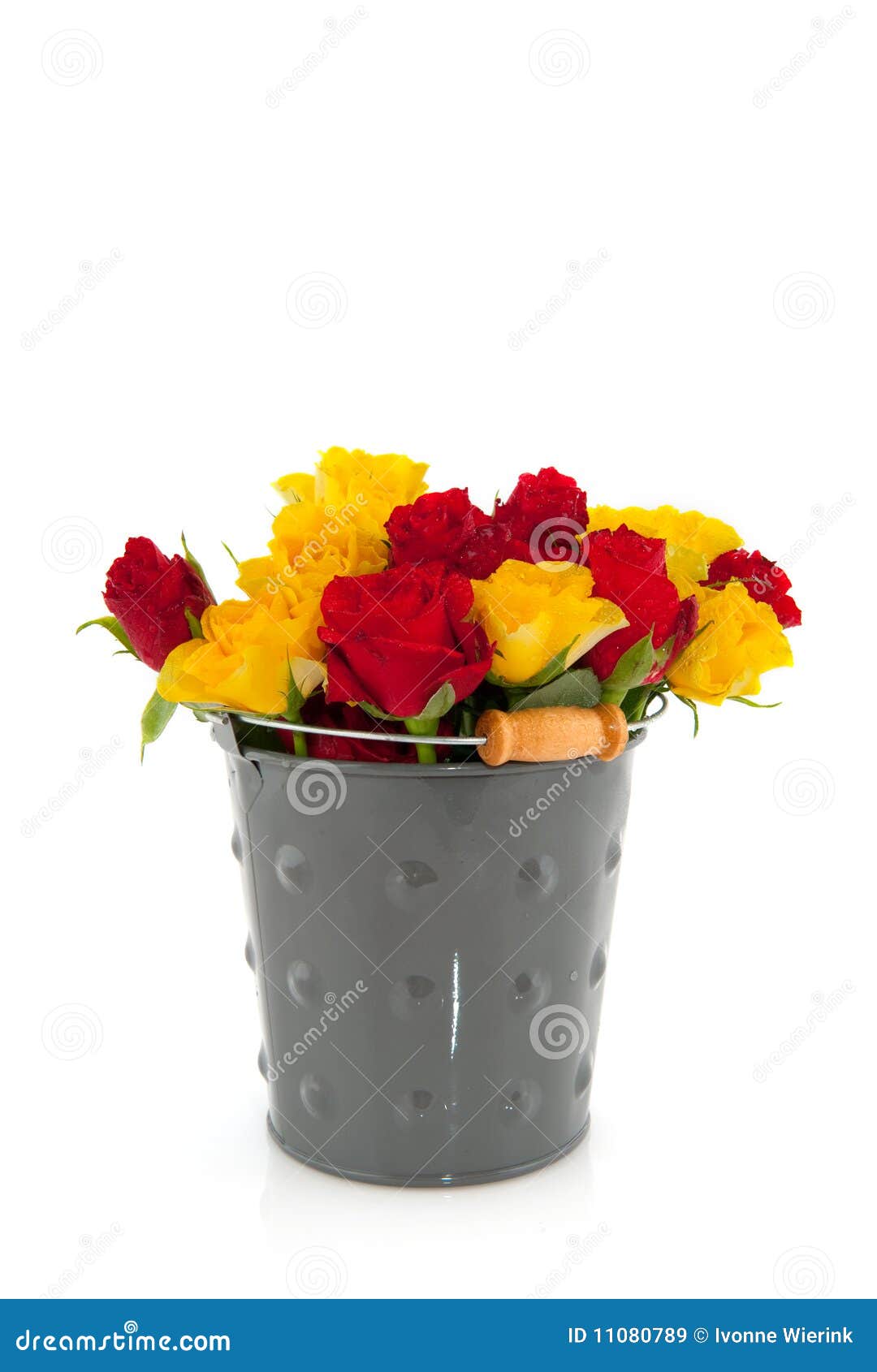 Bucket with roses stock image. Image of botanical, container - 11080789