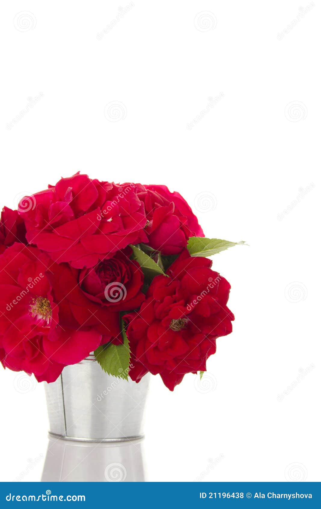 Bucket of roses stock photo. Image of nature, pail, growth - 21196438