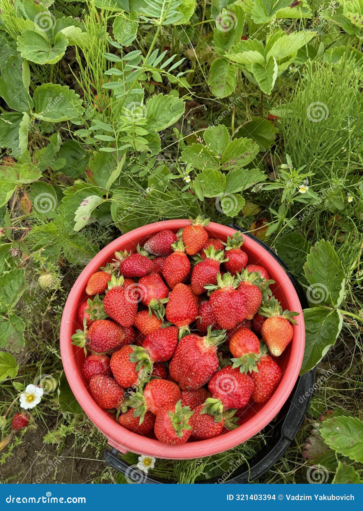 A Bucket of Strawberries Stands on a Strawberry Field Stock Photo ...