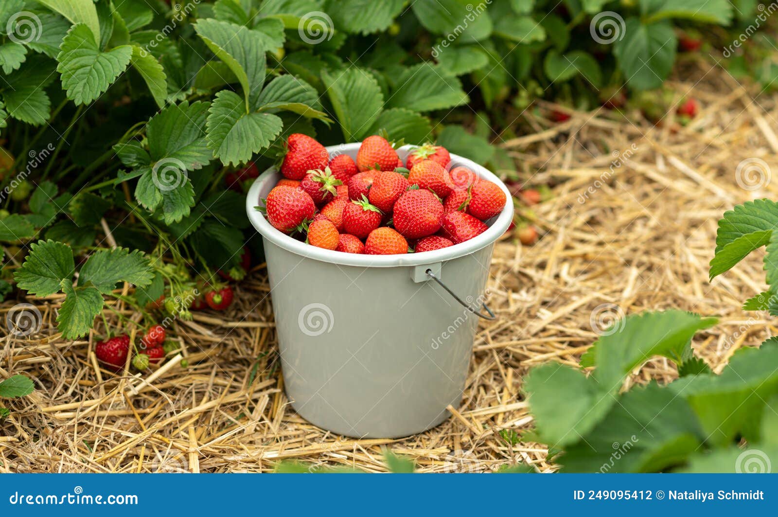 A Bucket of Strawberries Stands on a Strawberry Patch Stock Photo ...
