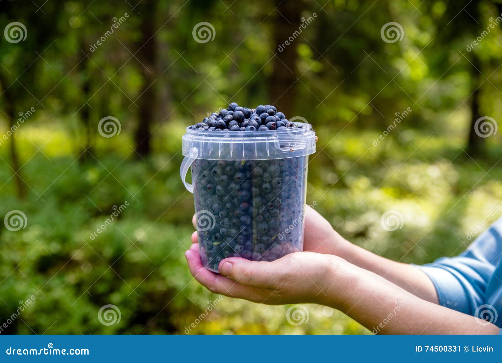 Bucket Timber of Blueberries Stock Image - Image of fresh, blue: 74500331