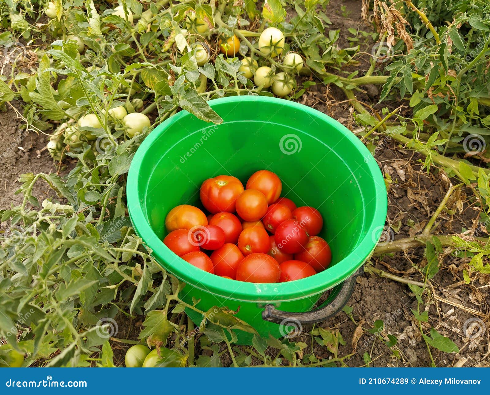 Bucket with Tomatoes on a Background of Tomato Bushes Stock Image ...