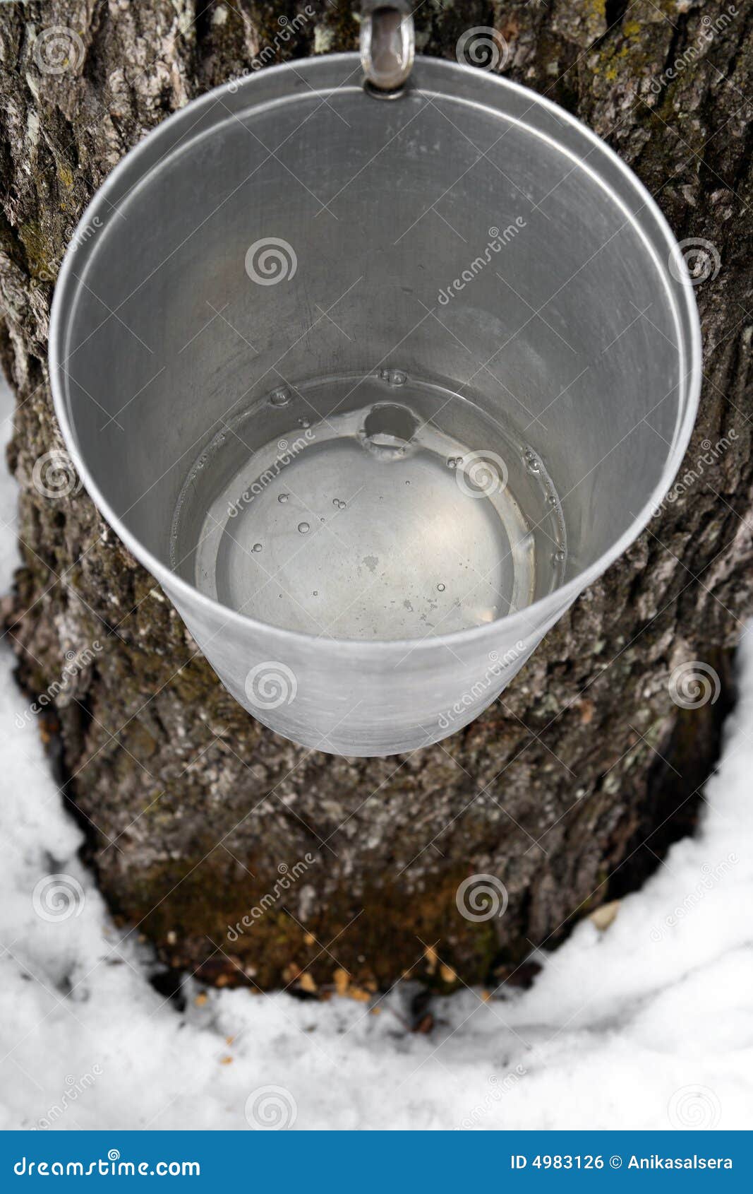 Bucket On Tree Royalty-Free Stock Photo | CartoonDealer.com #52503831