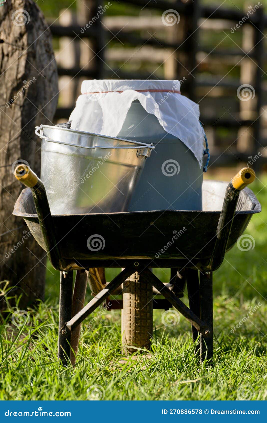 Two Buckets Of Milk In The Hands Of A Miller Of Cows. Organic Food ...