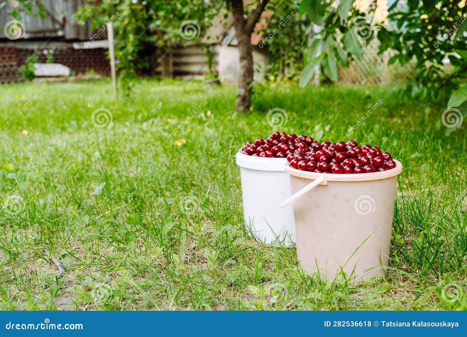 Buckets of Freshly Picked Cherries in a Rural Garden Stock Photo ...