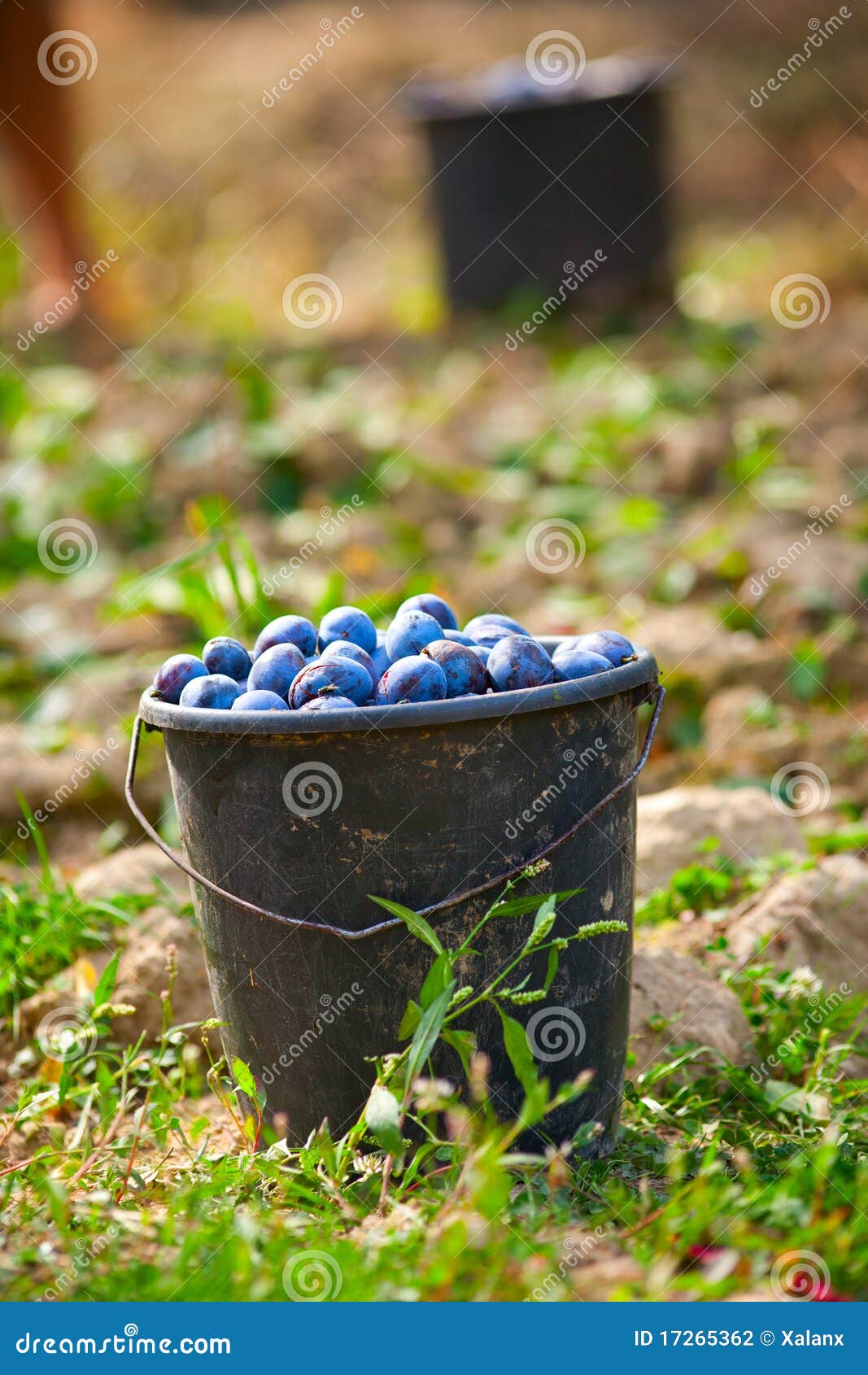 Buckets with Harvested Plums Stock Photo - Image of foliage, leaves ...