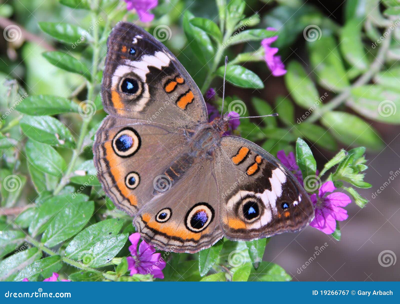 Buckeye Butterfly stock image. Image of circle, leaf - 19266767