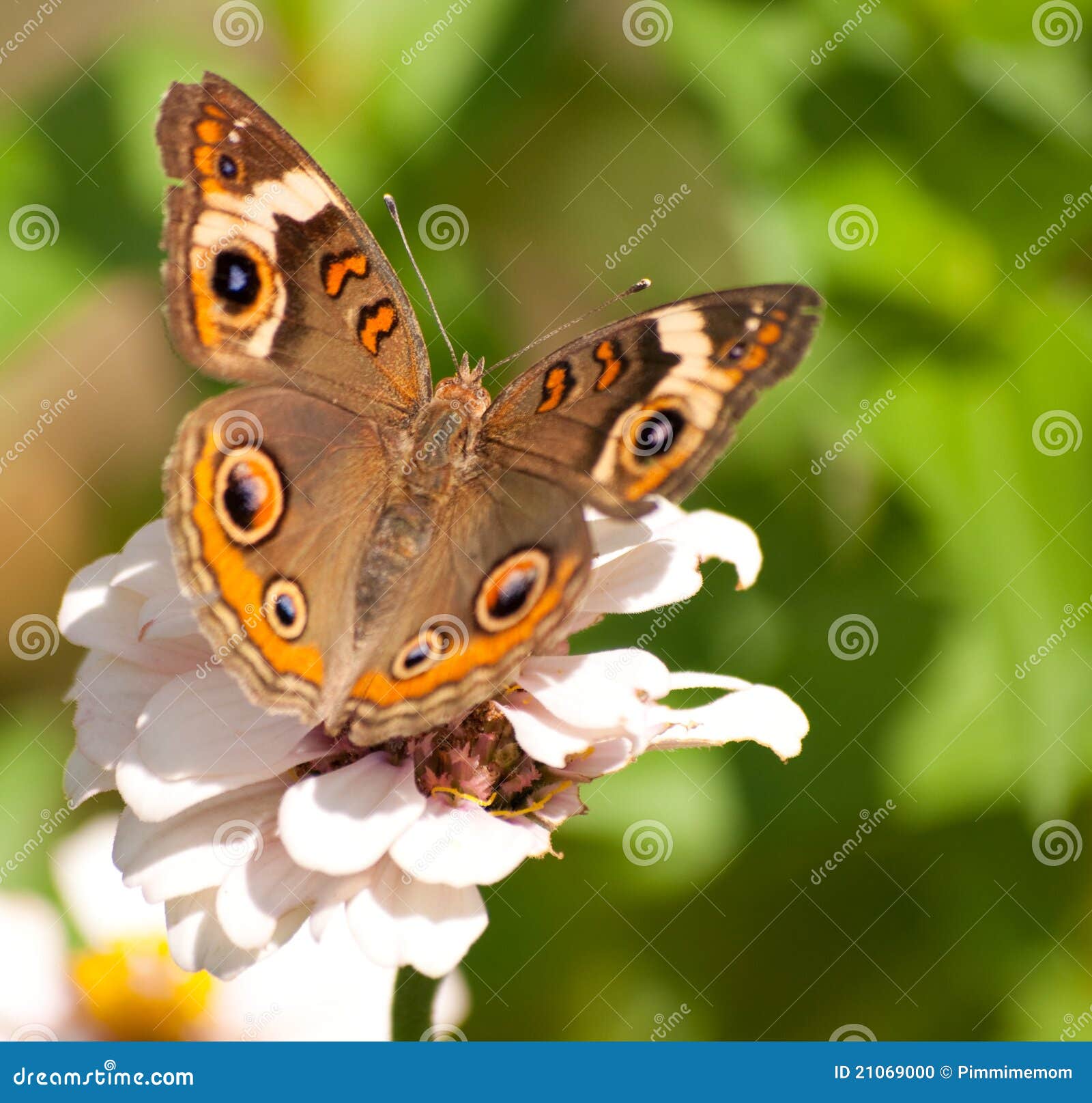 Buckeye butterfly stock photo. Image of eyespot, feeding - 21069000