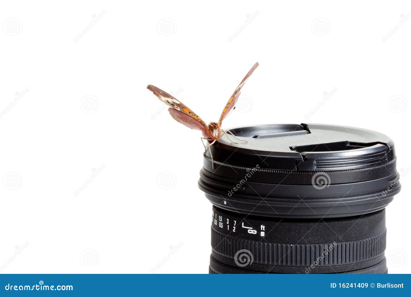 Buckeye Butterfly on a Camera Lens Stock Image - Image of feeding ...