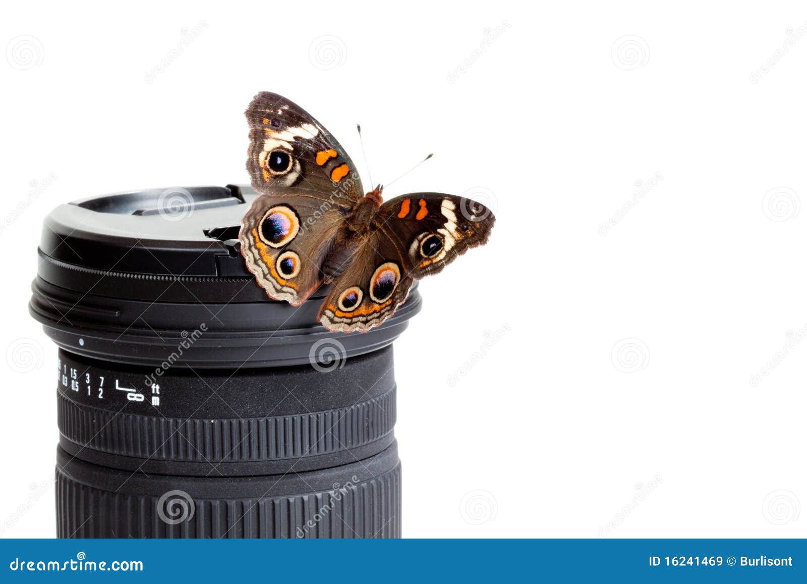 Buckeye Butterfly on a Camera Lens Stock Image - Image of camera ...