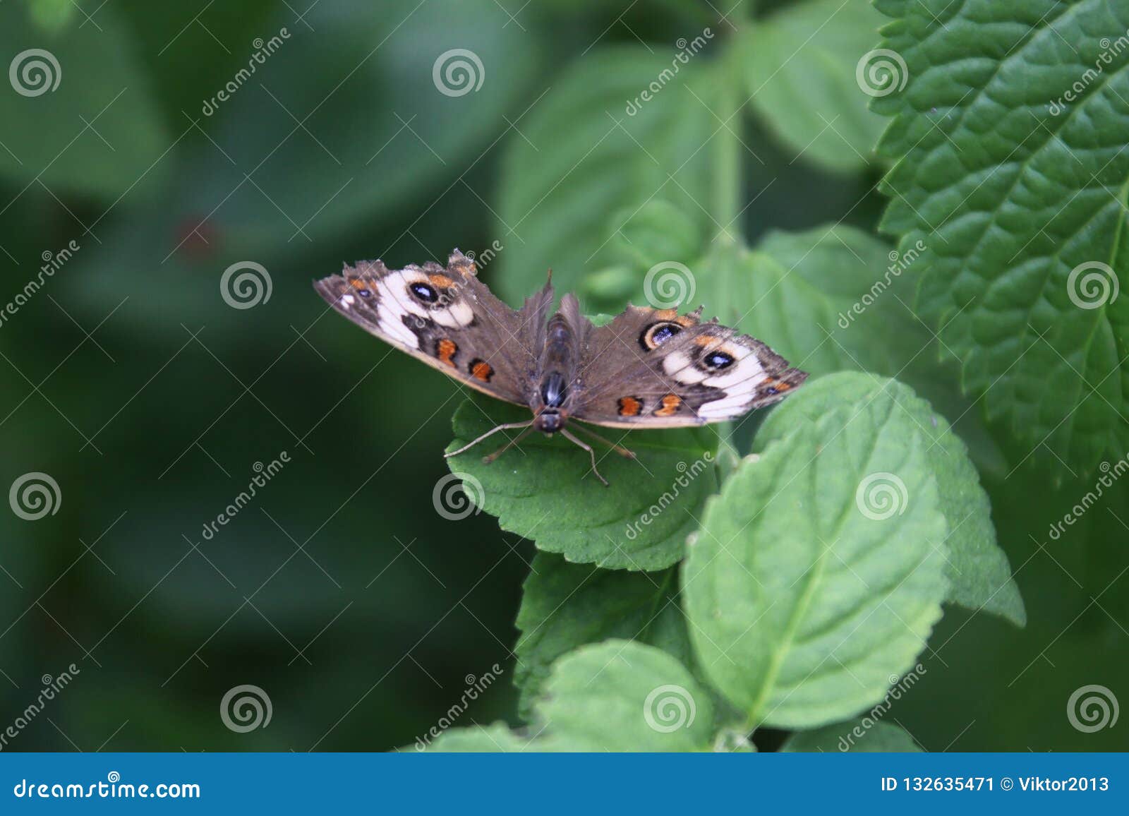 Buckeye butterfly stock image. Image of tropical, insect - 132635471