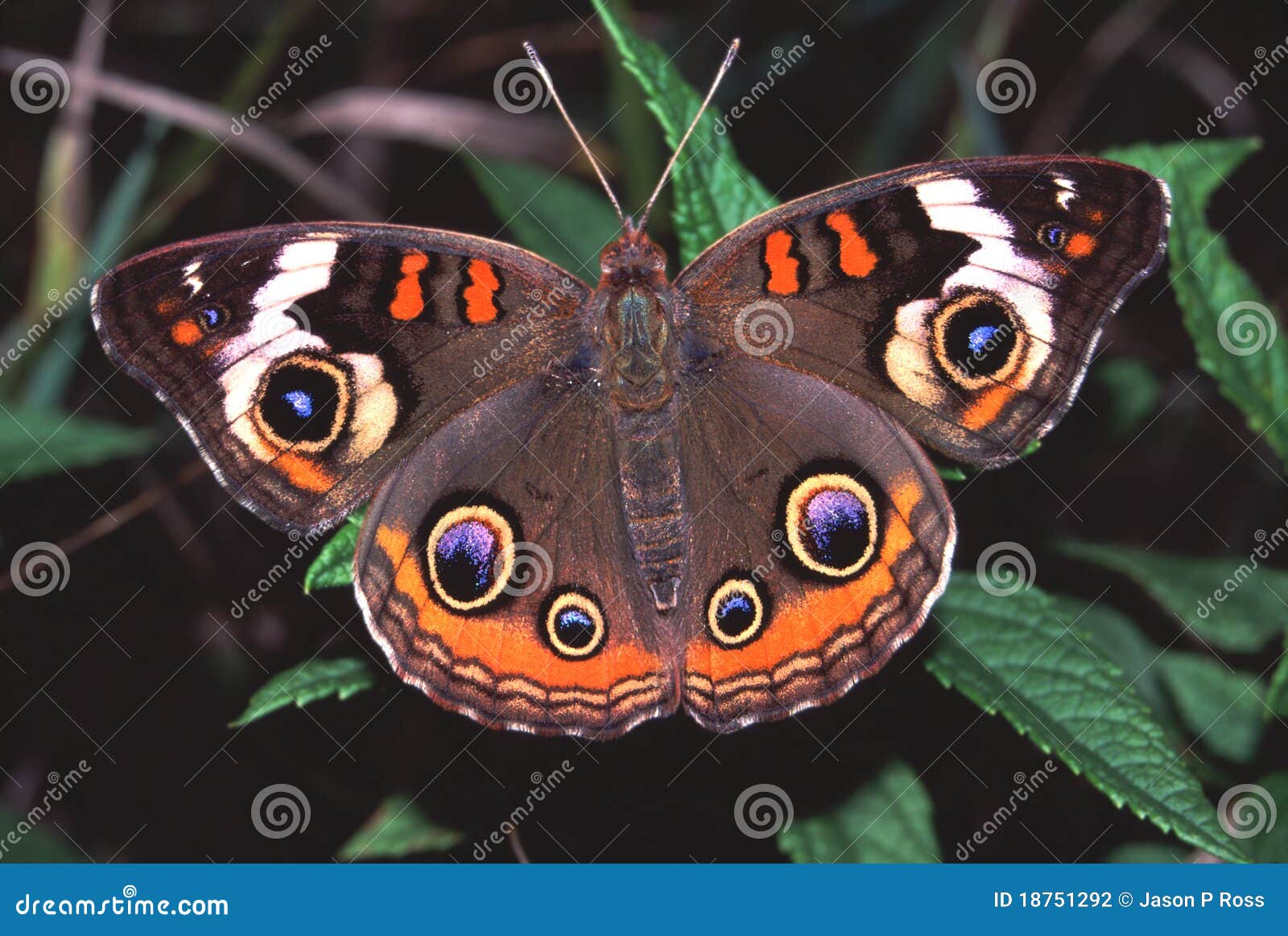 Buckeye Butterfly (Junonia Coenia) Stock Photo - Image of animal ...