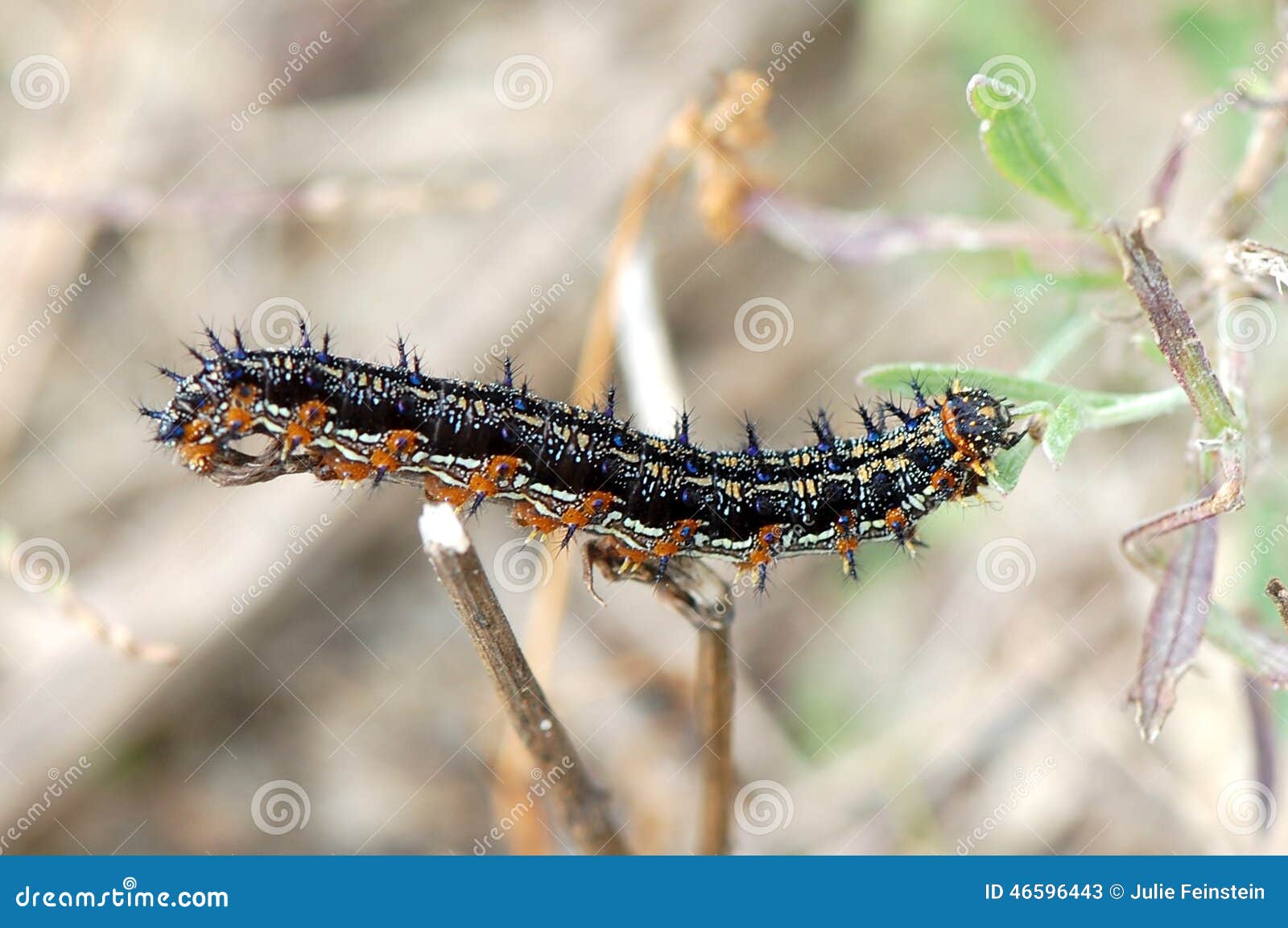 Buckeye Caterpillar stock image. Image of immature, butterfly - 46596443