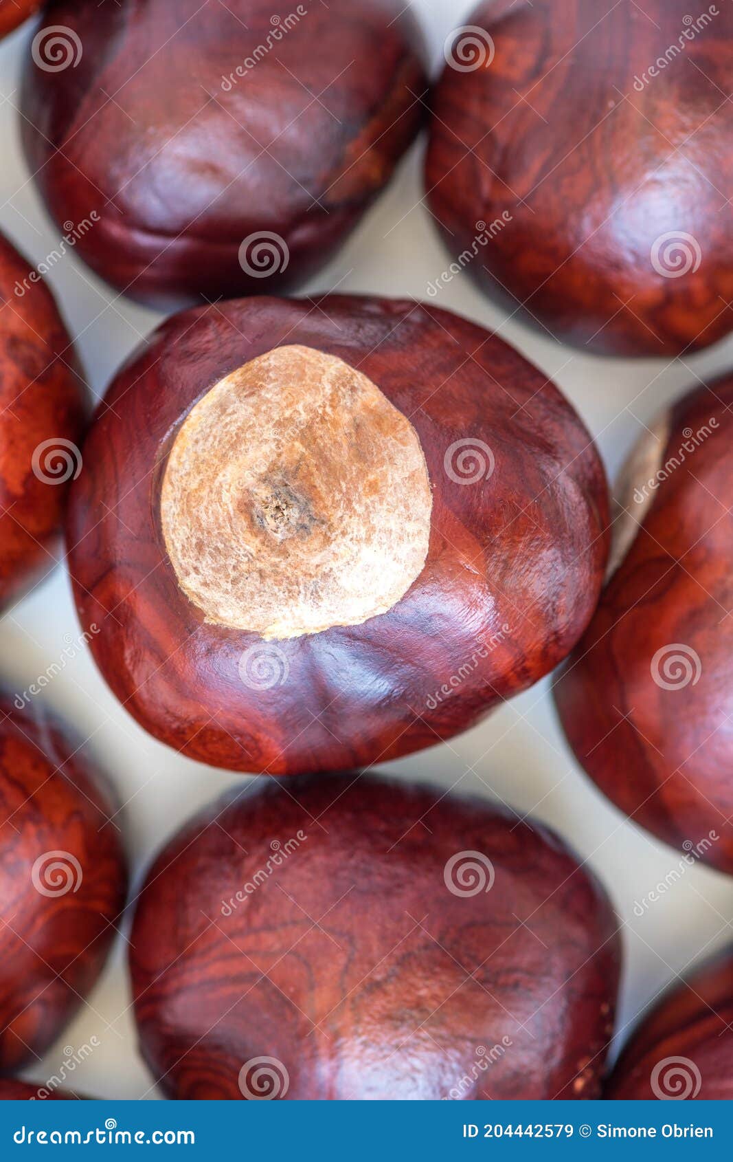 Buckeye Chestnut. Fresh Conkers Stock Image - Image of fall, nature ...