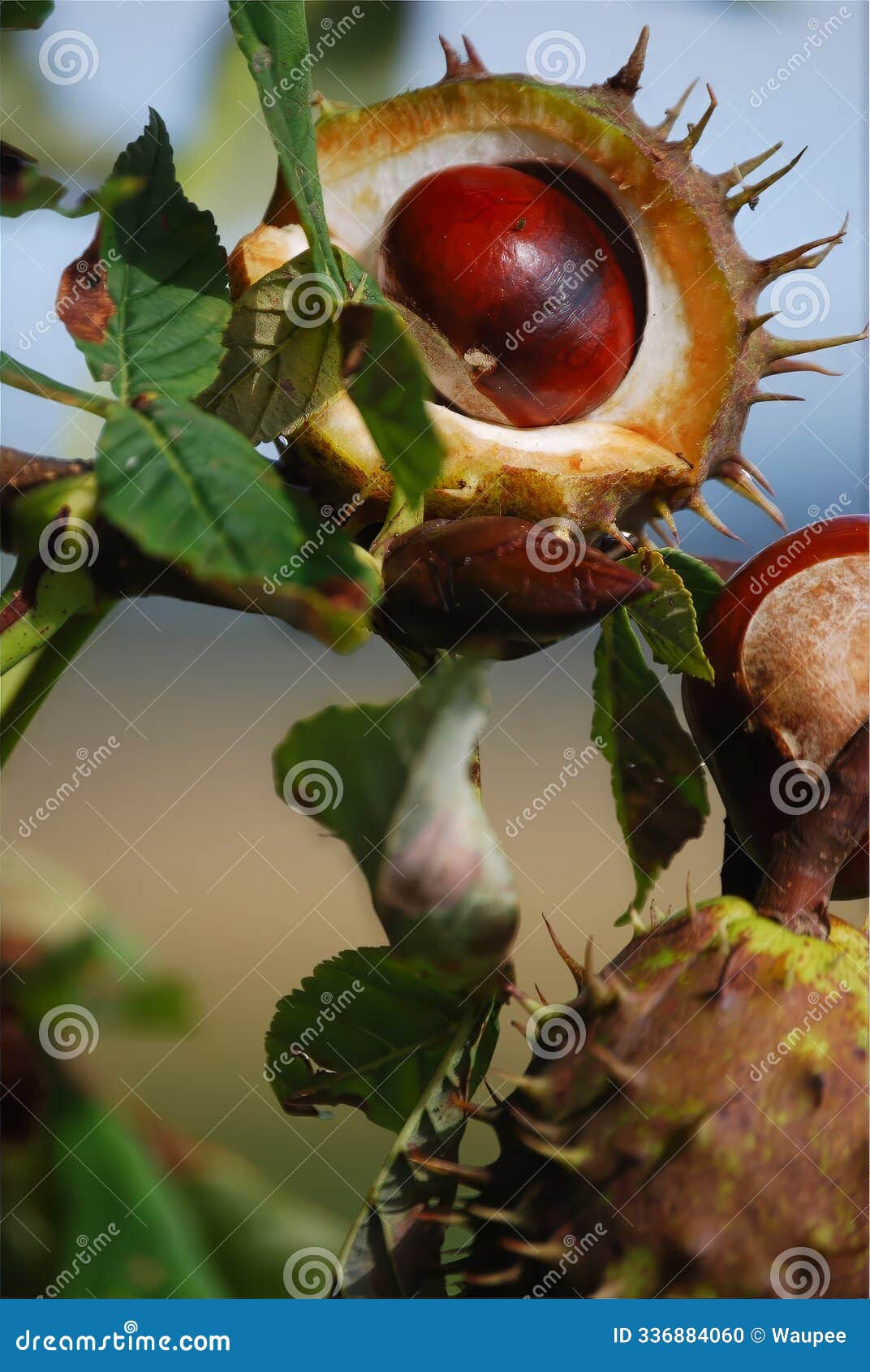 Buckeye Chestnut, Opened Fruits on a Branch Stock Photo - Image of ...