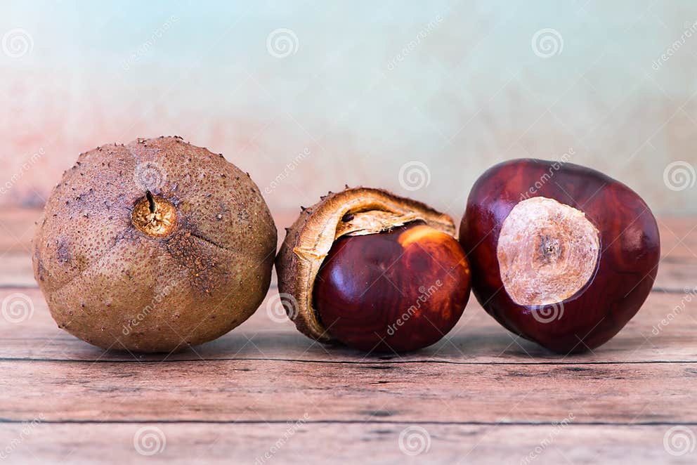 Buckeye Chestnut. Shown the Development from Shell Stock Photo - Image ...