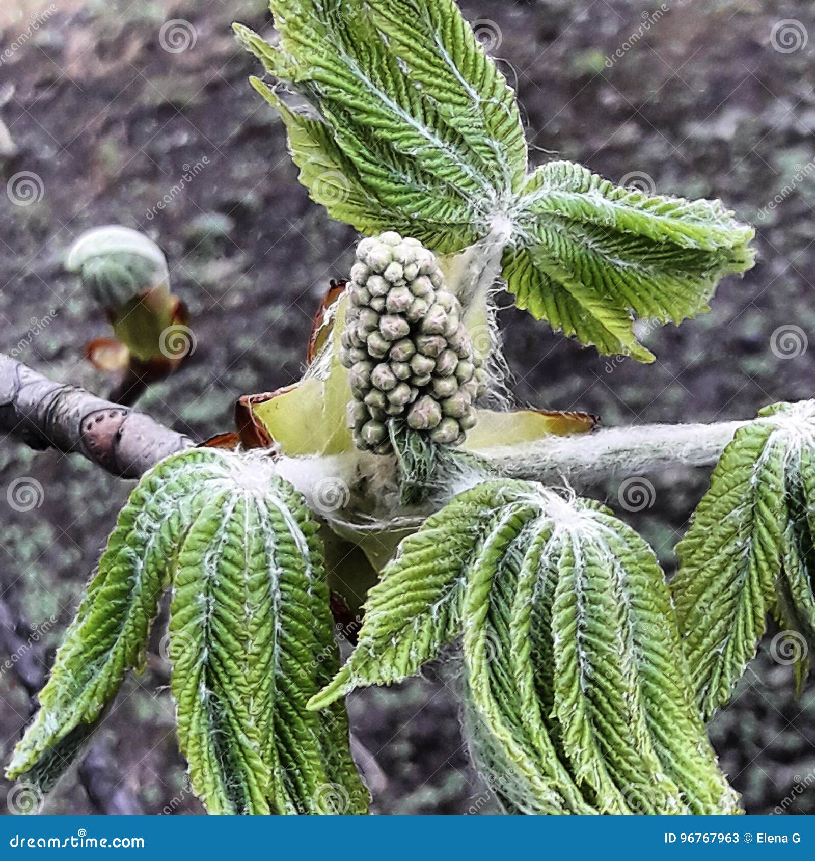 Buckeye flower stock image. Image of aesculus, horse - 96767963