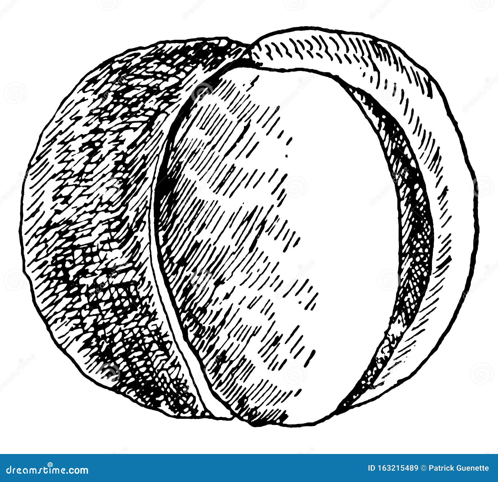 Buckeye Fruit Vintage Illustration Stock Vector - Illustration of types ...