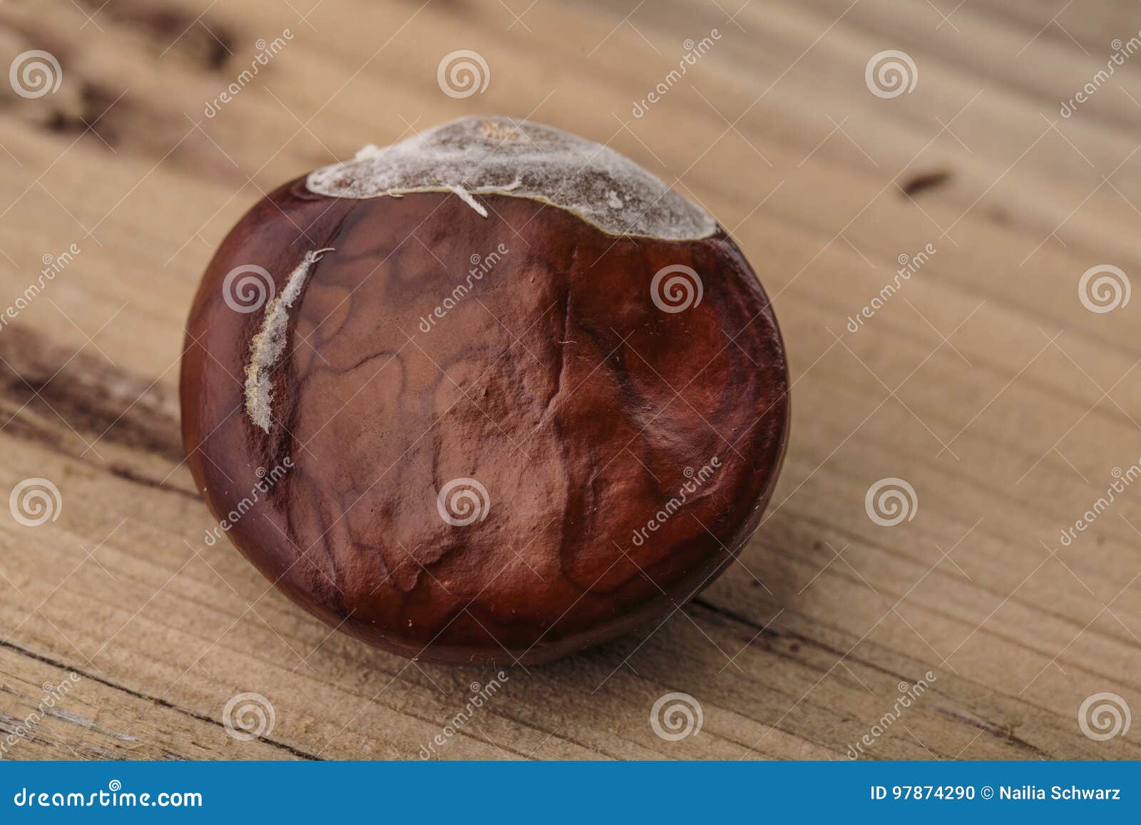 Buckeye or Horse Chestnut stock photo. Image of horse - 97874290