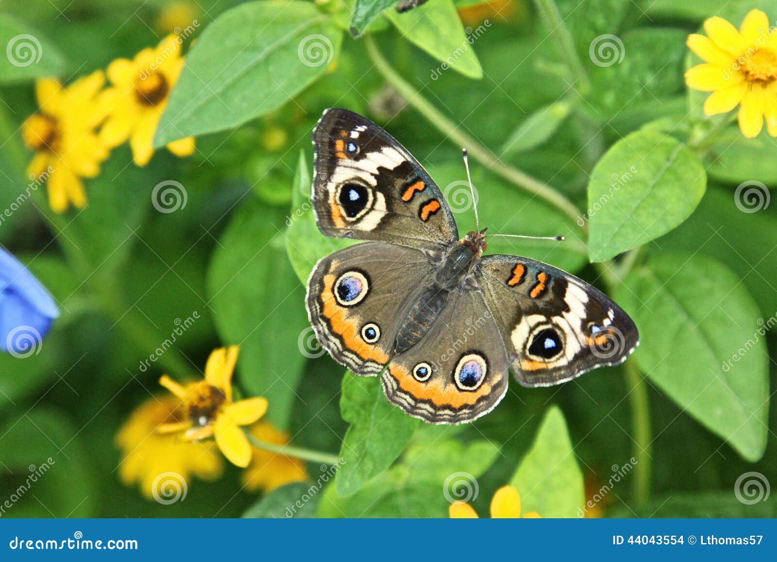 Buckeye Butterfly or Junonia Coenia Stock Photo - Image of spots ...