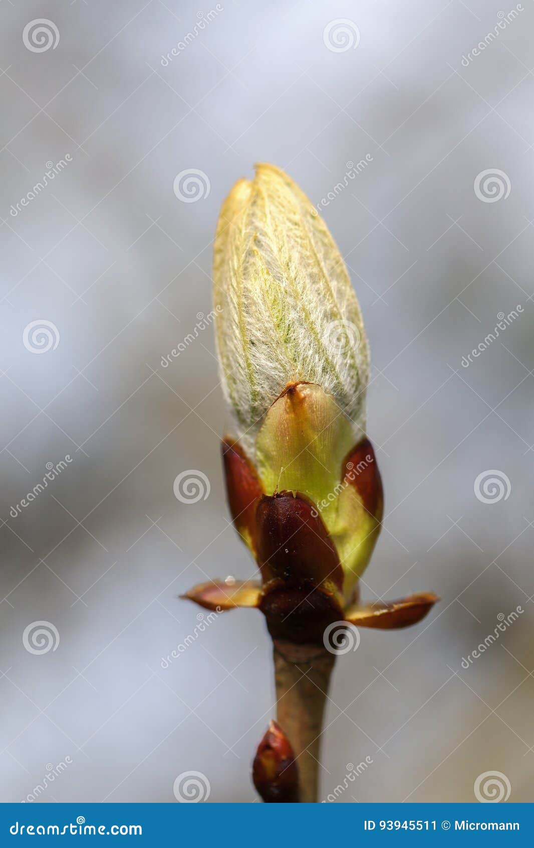 Buckeye - Leaves Buds - Bright Bokeh Stock Image - Image of season ...