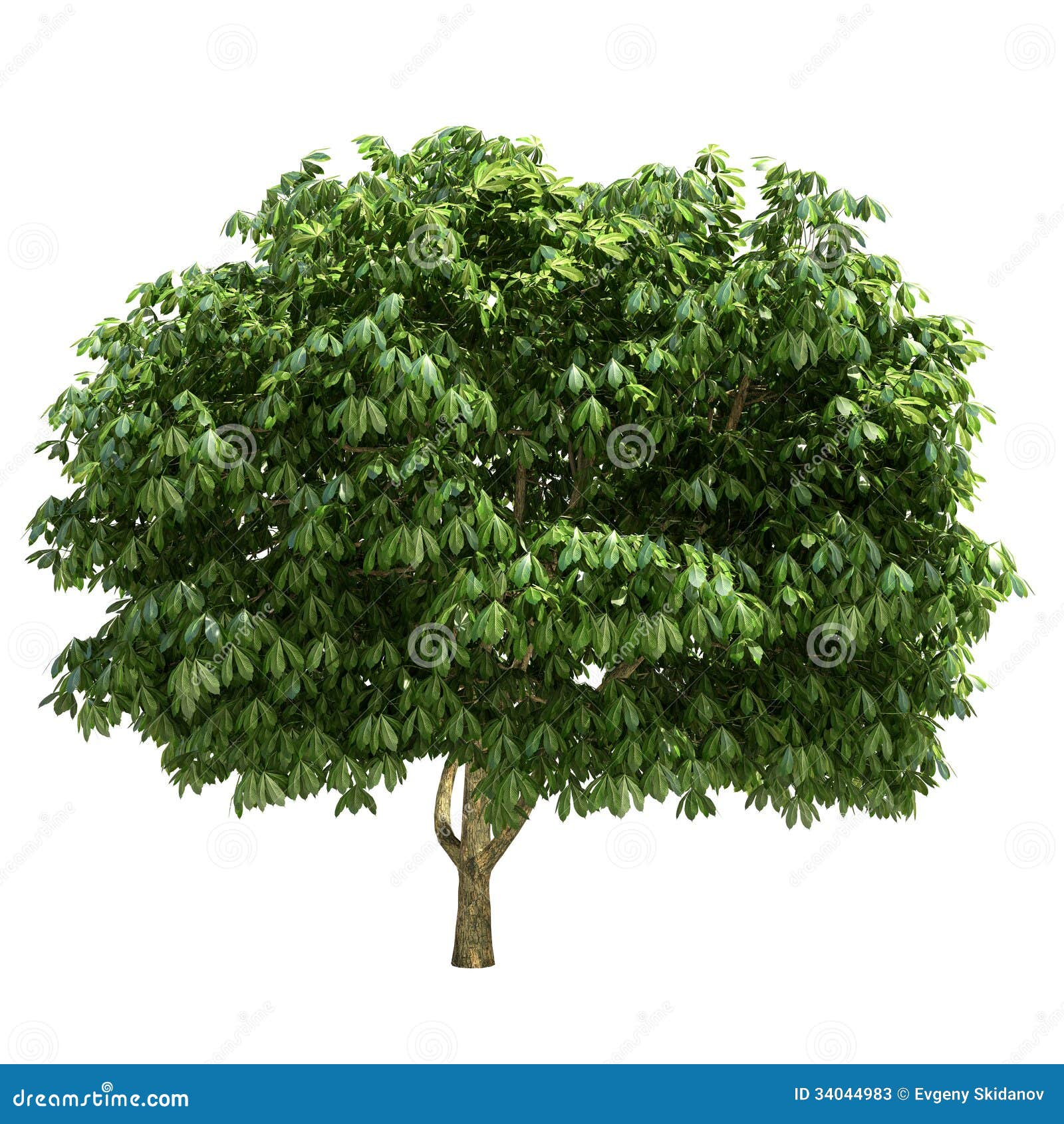 Buckeye Tree Isolated stock illustration. Illustration of isolation ...