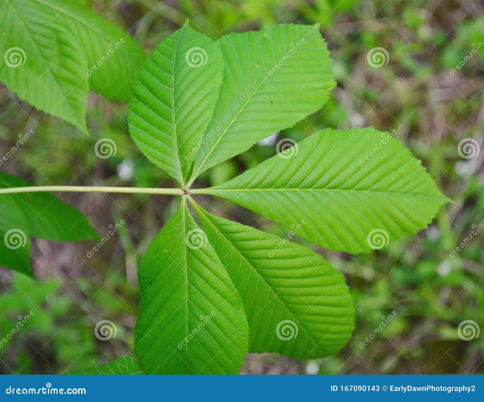 Buckeye tree leaf closeup stock image. Image of spring - 167090143