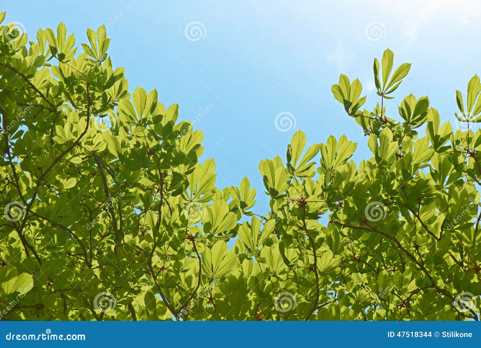 Buckeye tree stock photo. Image of april, green, close - 47518344