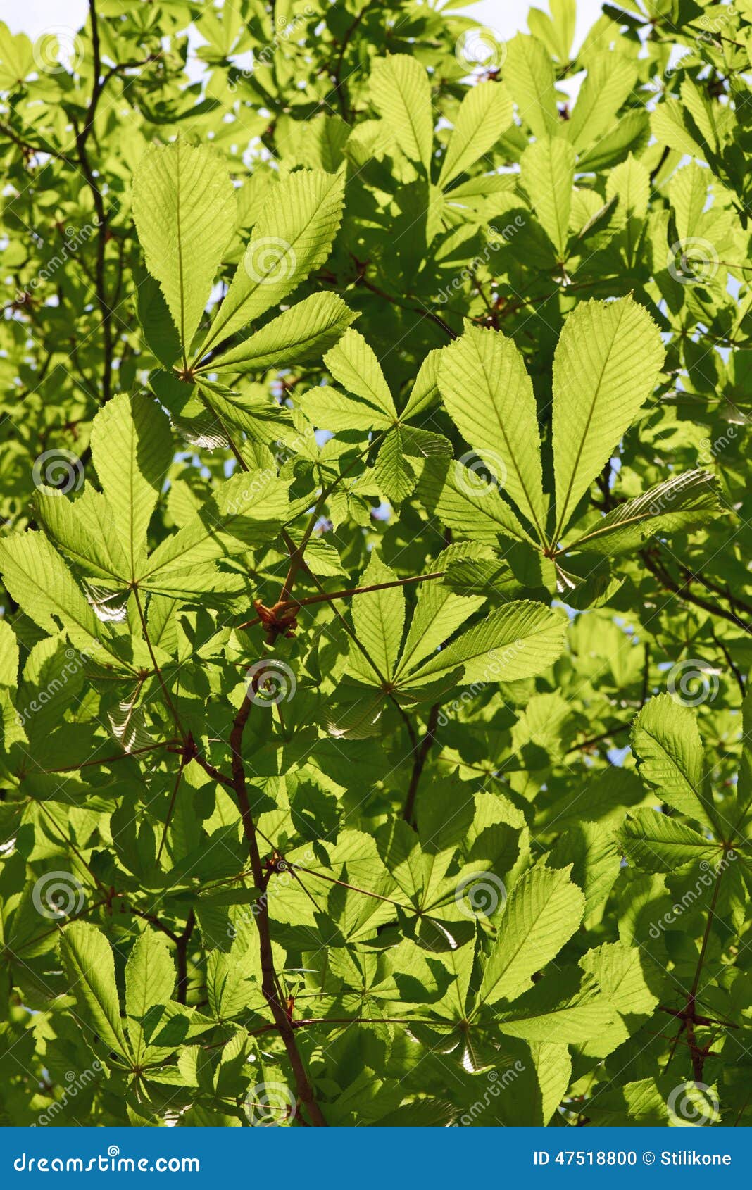 Buckeye tree stock photo. Image of blossoming, growth - 47518800