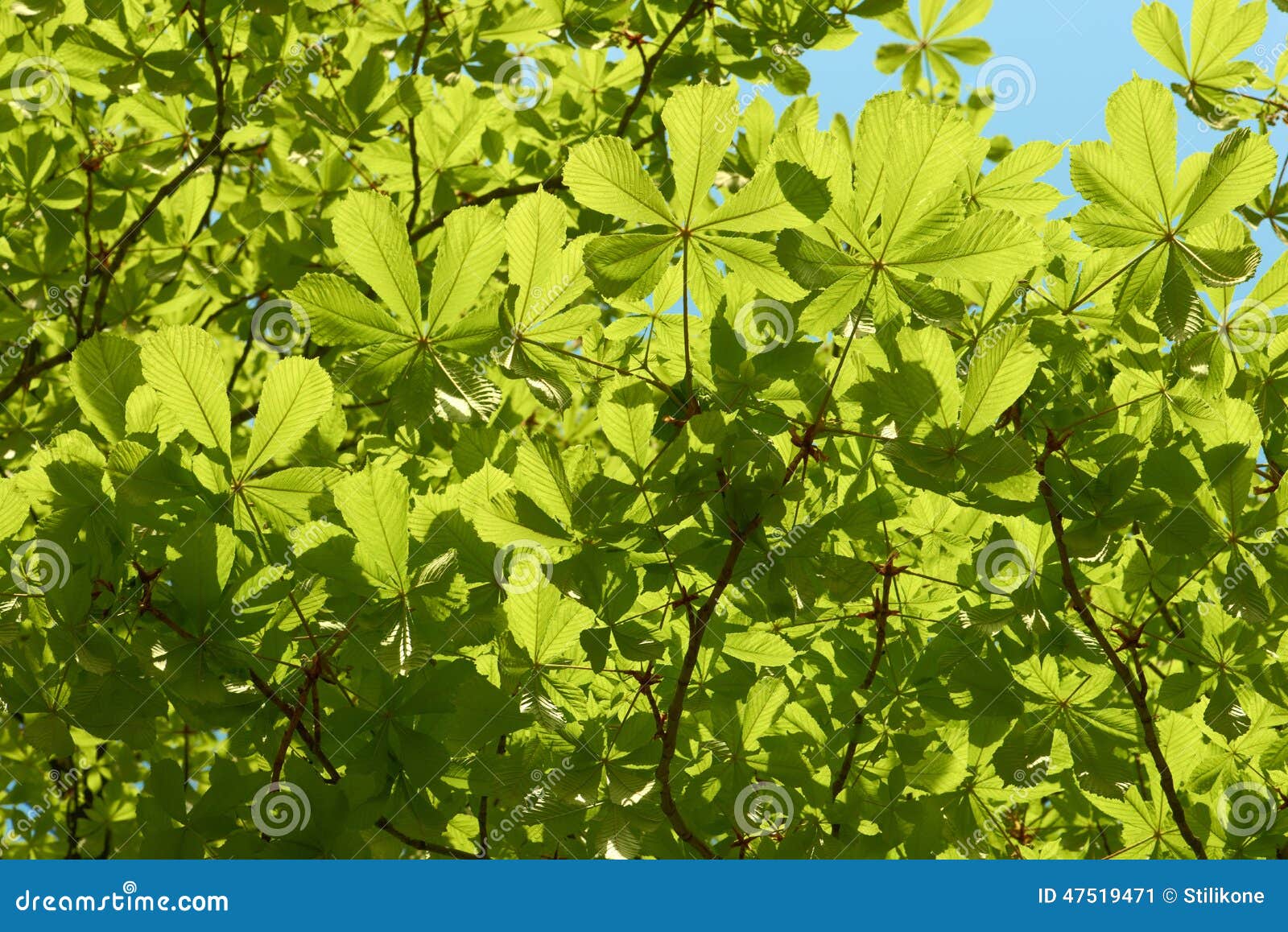 Buckeye tree stock image. Image of april, castanea, bright - 47519471