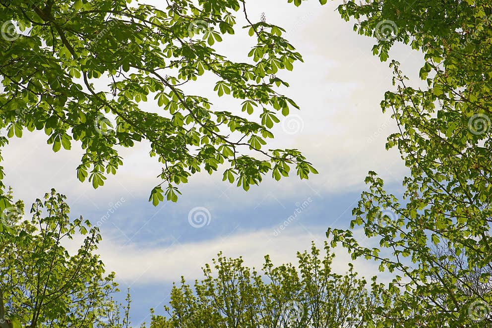 Buckeye tree stock image. Image of closeup, buckeye, botany - 47520093