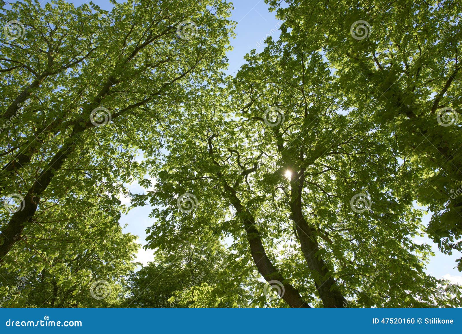 Buckeye tree stock photo. Image of growth, freshness - 47520160
