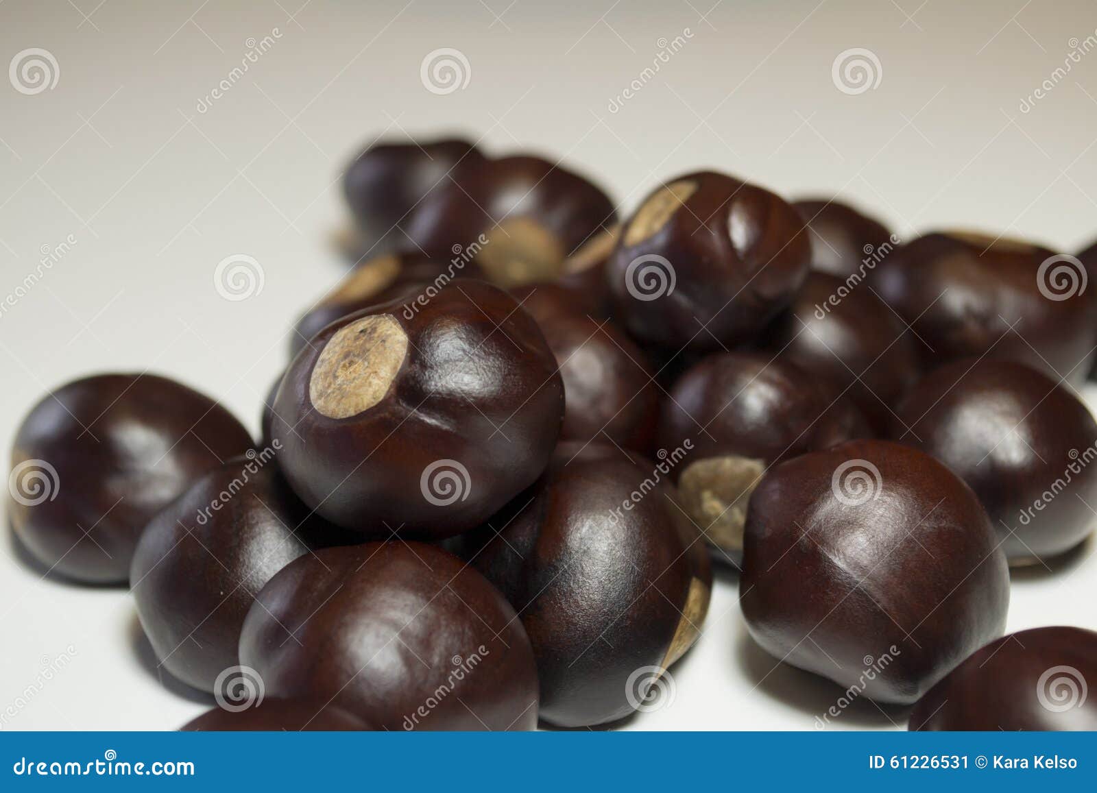 Buckeyes in a Pile stock image. Image of tree, white - 61226531