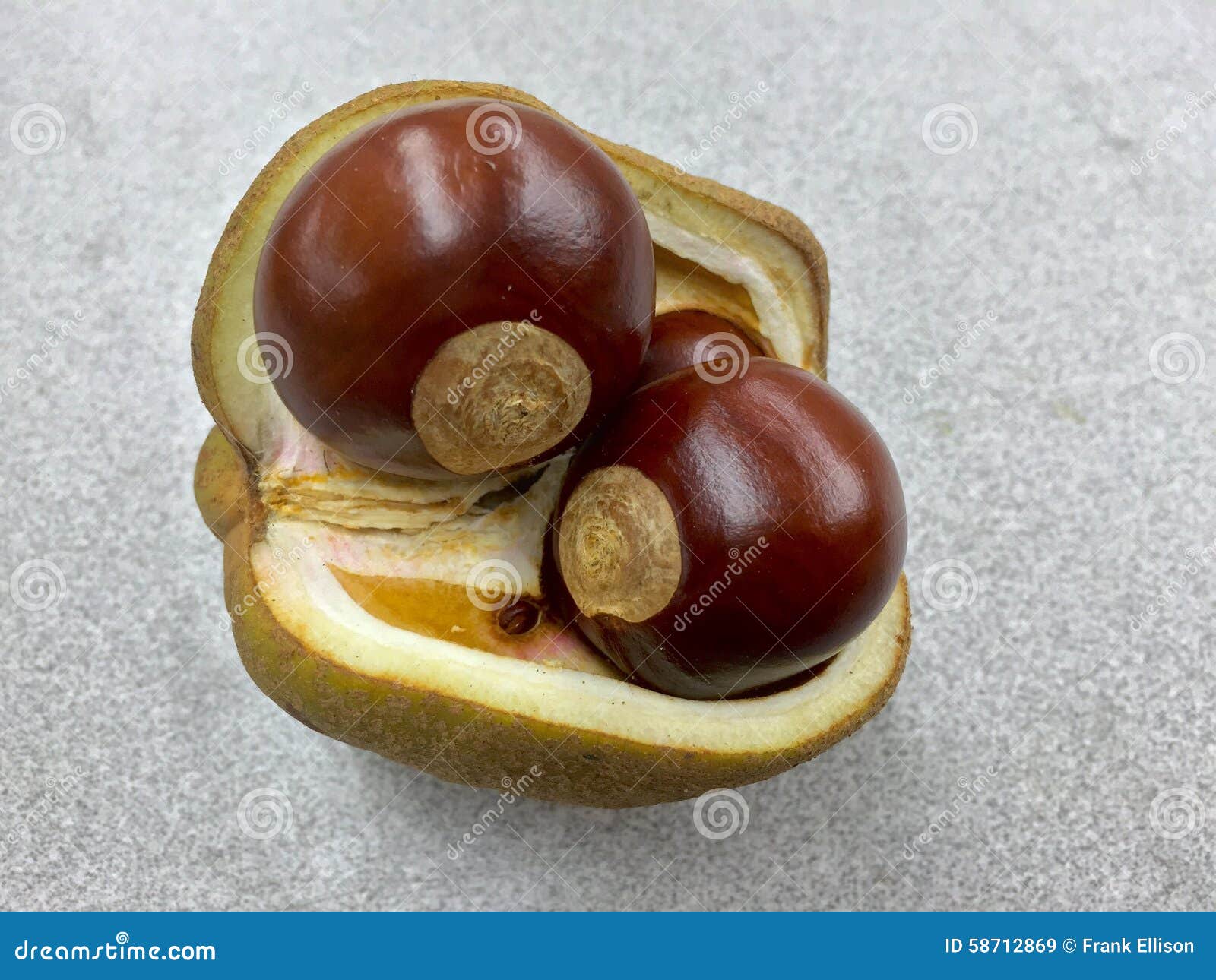 Buckeyes stock image. Image of nature, seed, trees, seeds - 58712869