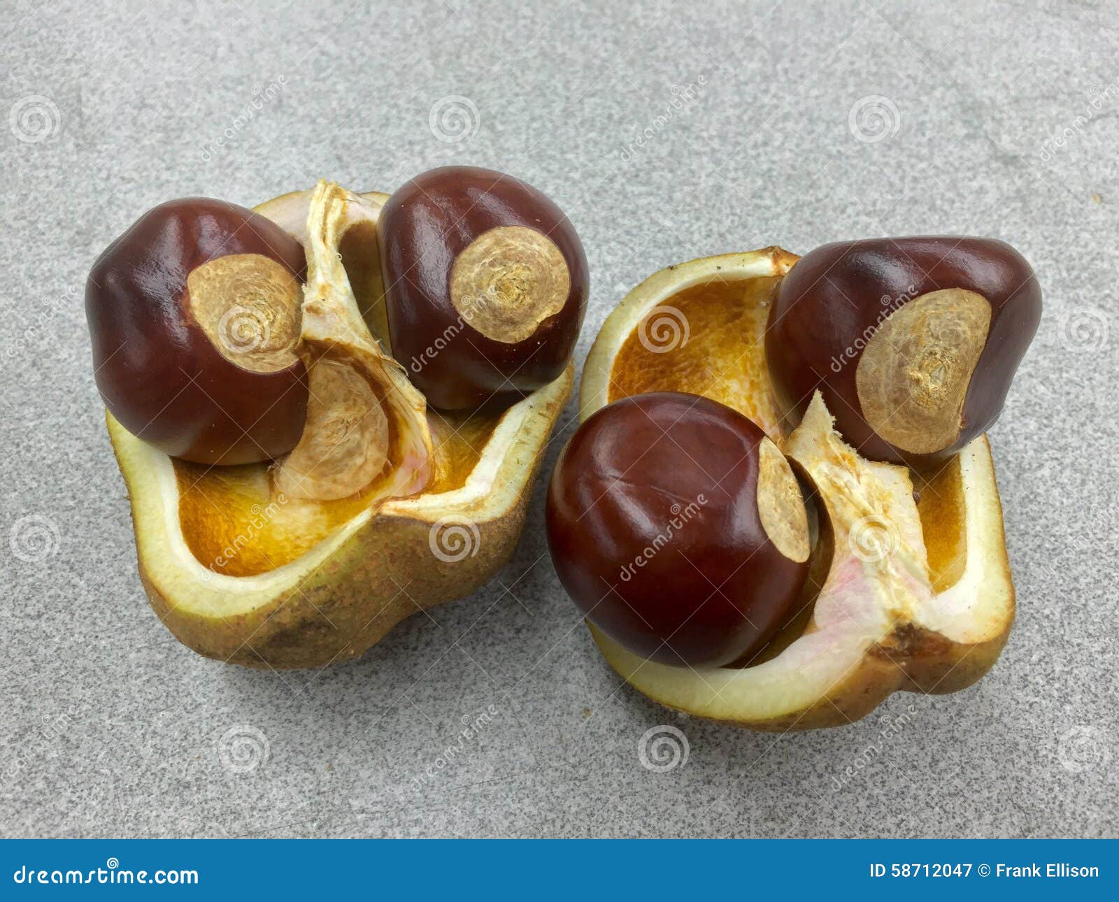 Buckeyes stock image. Image of seeds, buckeye, toxic - 58712047