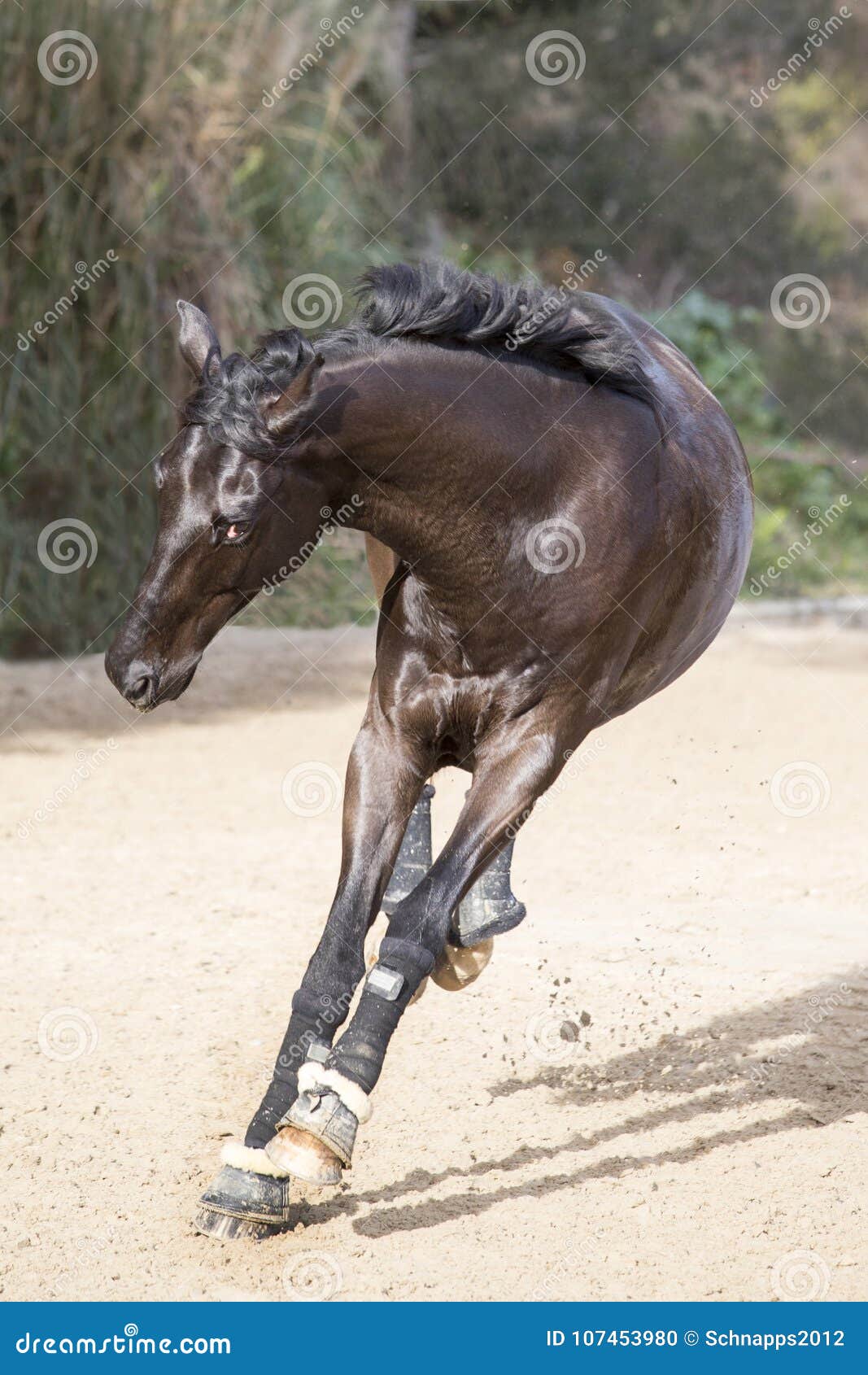 Bucking black stallion stock photo. Image of running - 107453980
