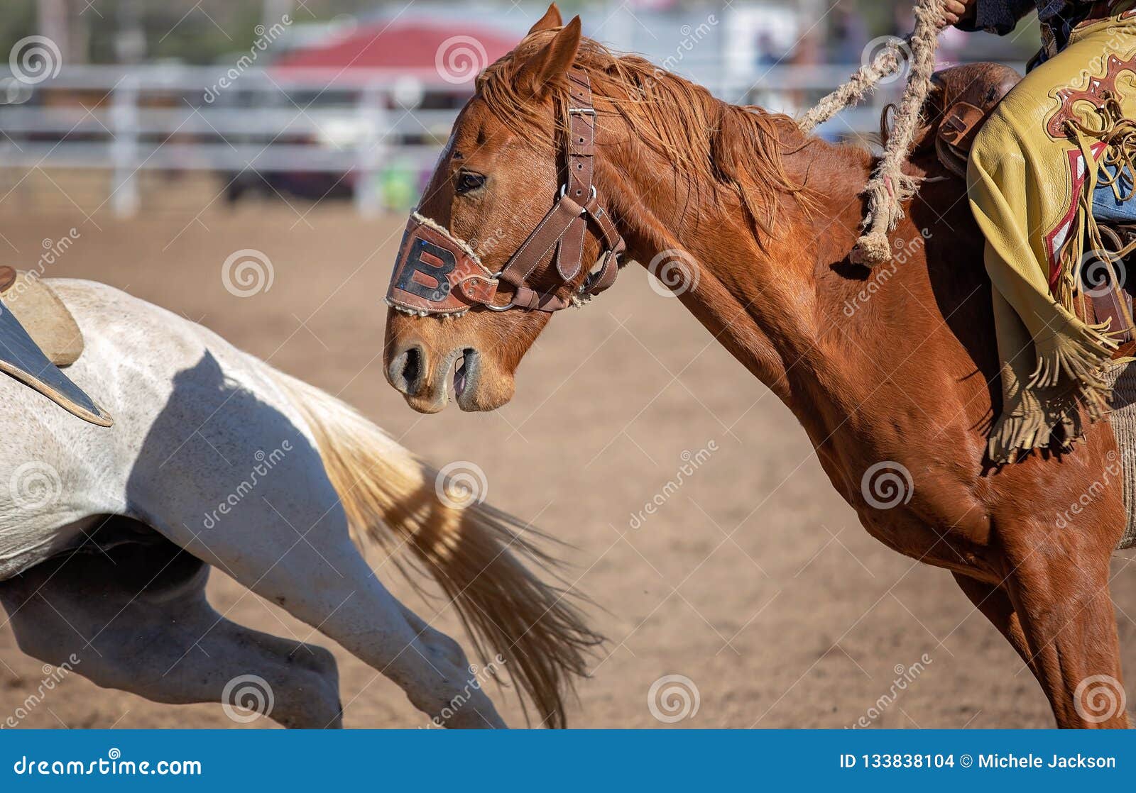 Bucking Bronc Horse in Rodeo Competition Stock Photo - Image of action ...