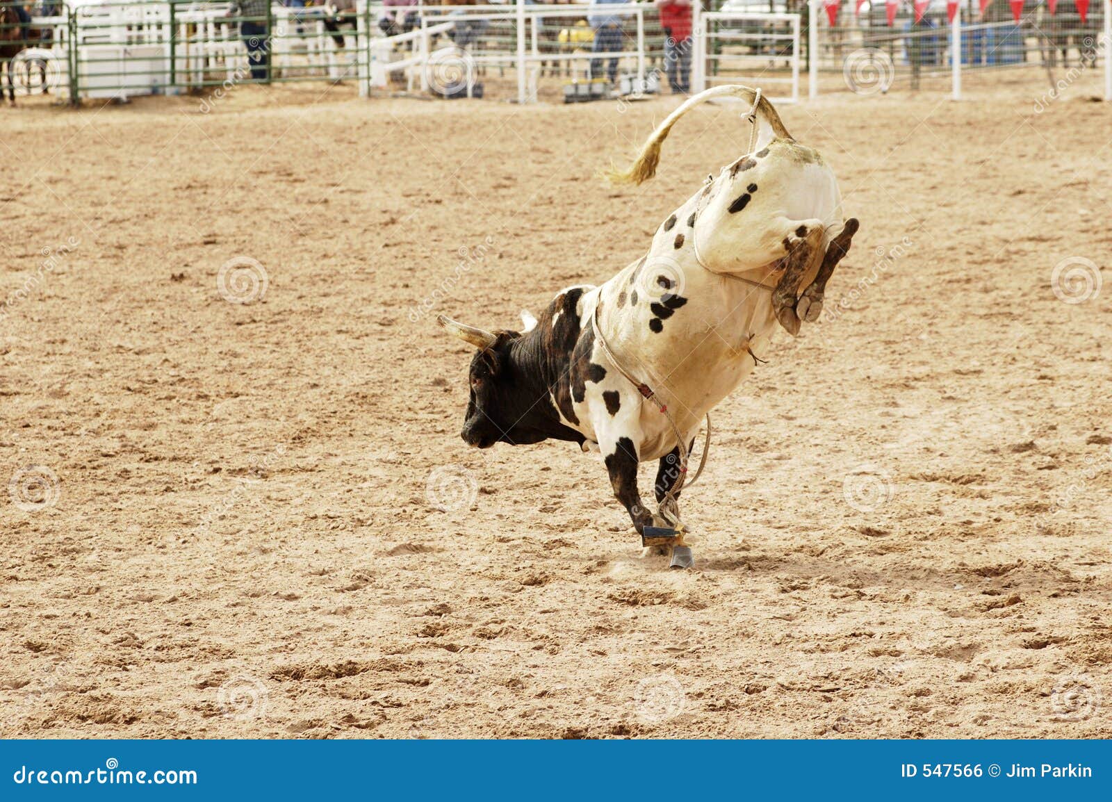 Bucking bull 1 stock photo. Image of cattle, competition - 547566