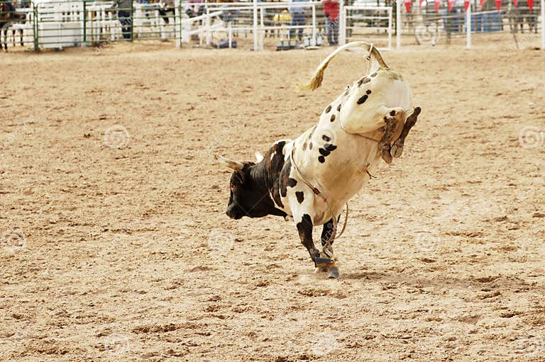 Bucking bull 1 stock photo. Image of cattle, competition - 547566