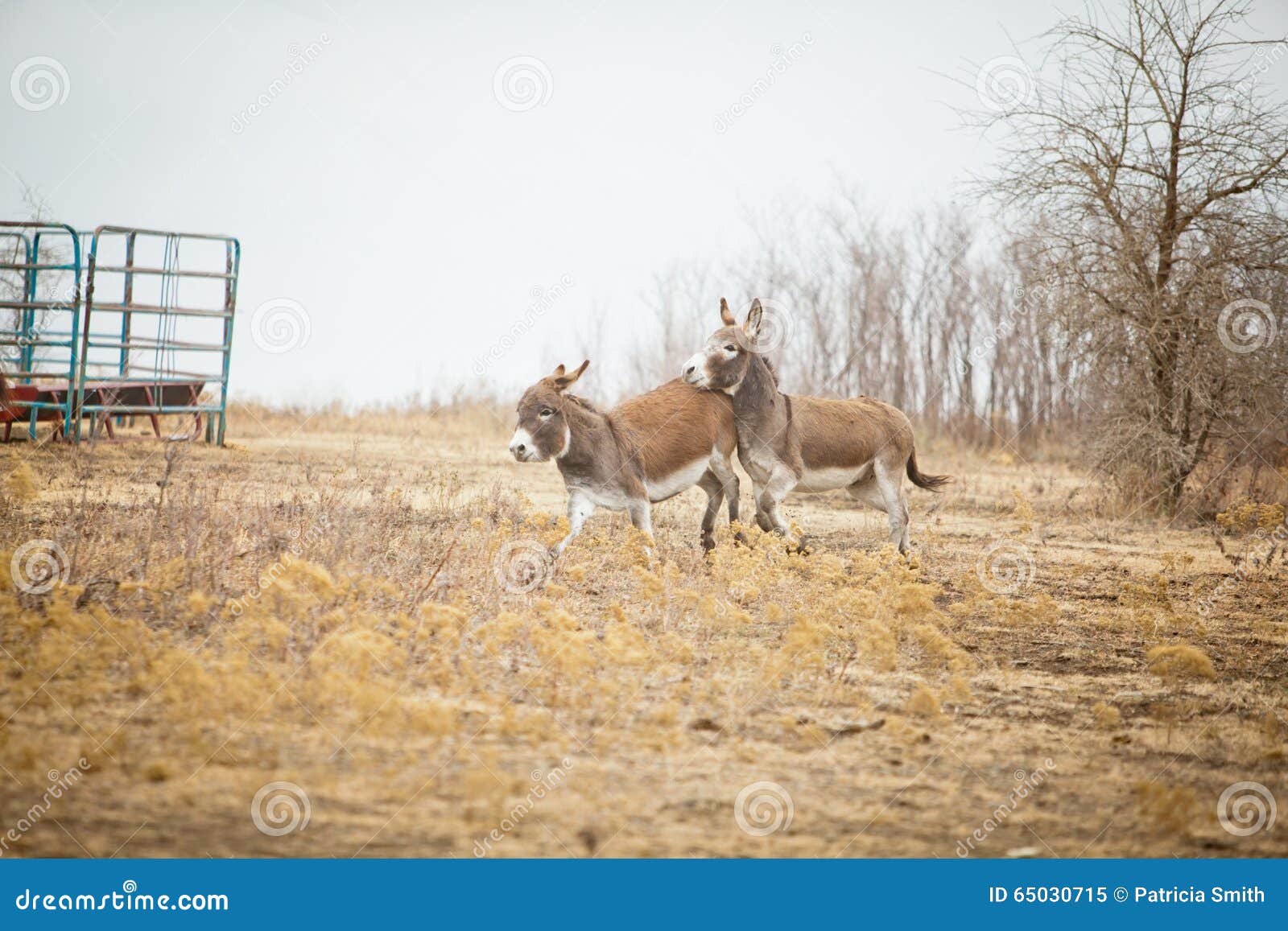 A bucking donkey stock image. Image of field, chasing - 65030715