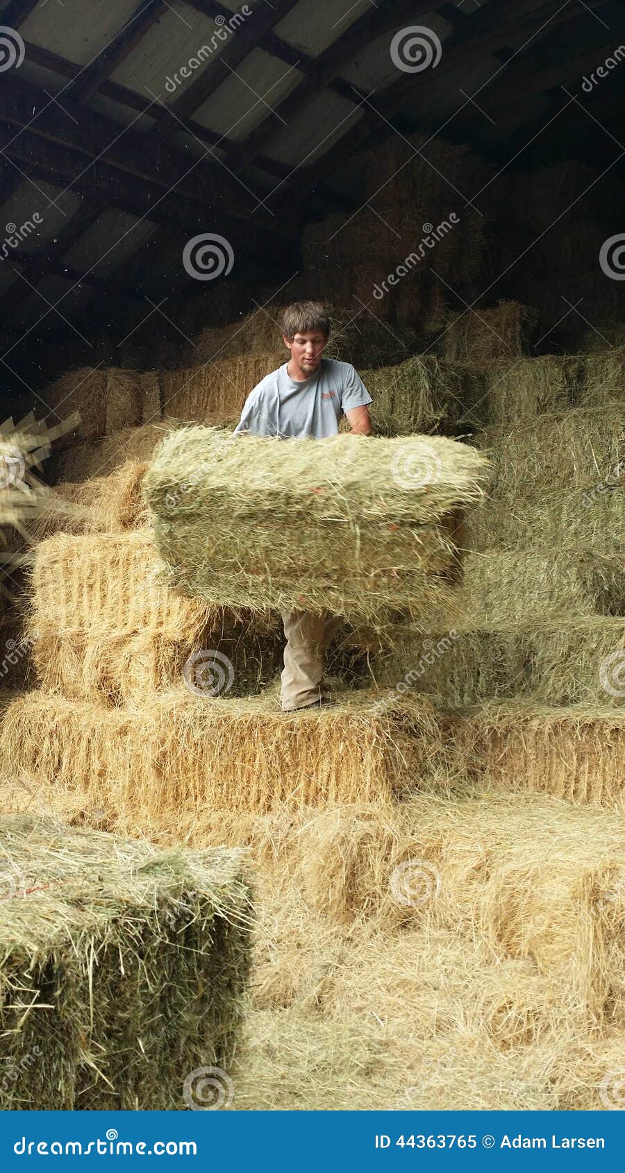 Pile Of Hay In A Barn